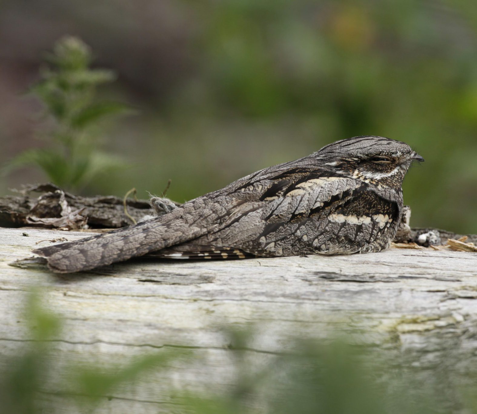 The Wildlife of Cannock Chase - Cannock Chase