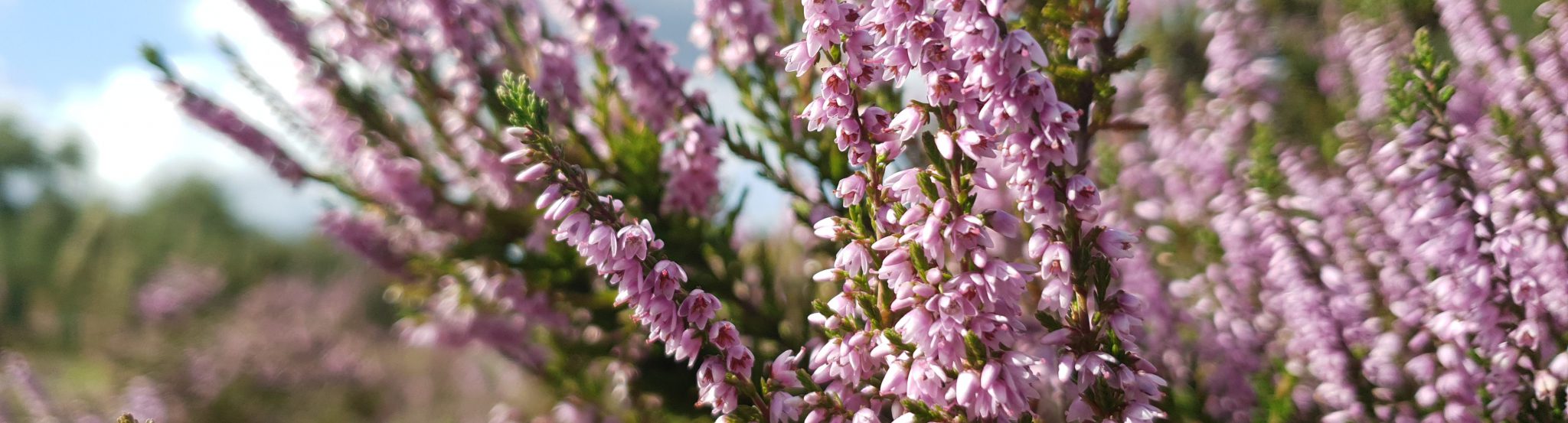 Habitats - Cannock Chase