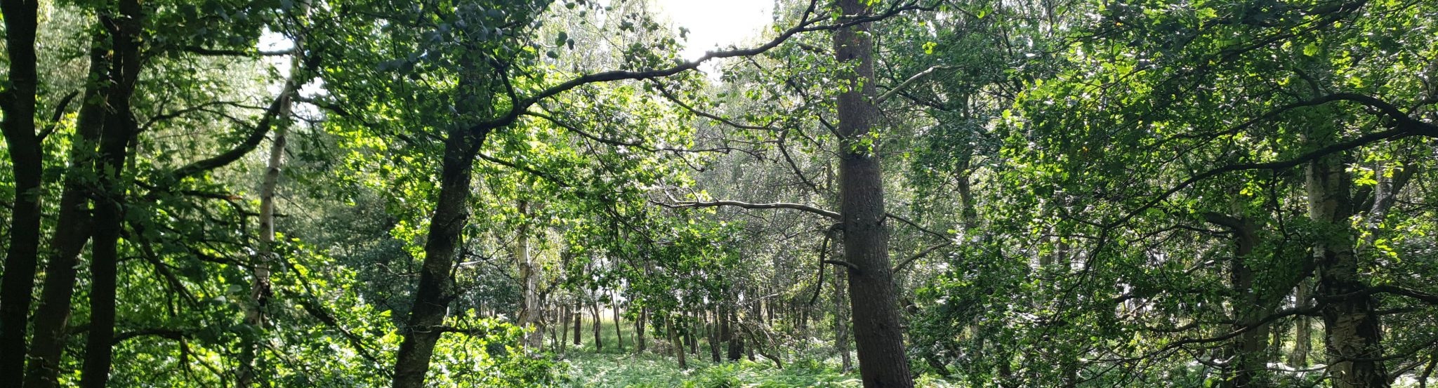 The Katyn Memorial - Cannock Chase