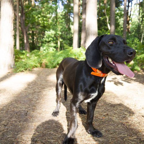 Plan Your Visit - Cannock Chase