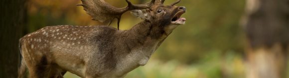 Deer of Cannock Chase - Cannock Chase