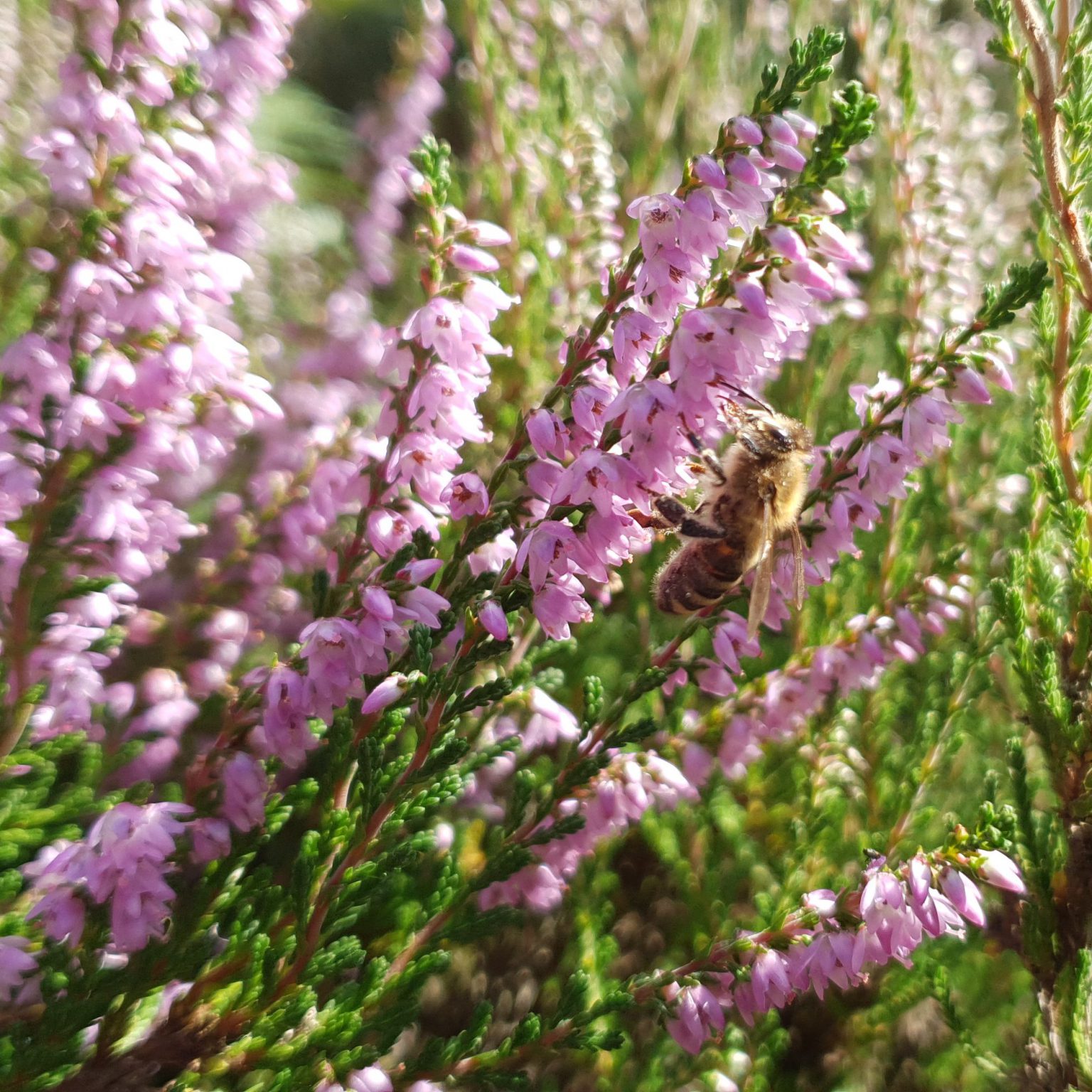 The Wildlife of Cannock Chase - Cannock Chase