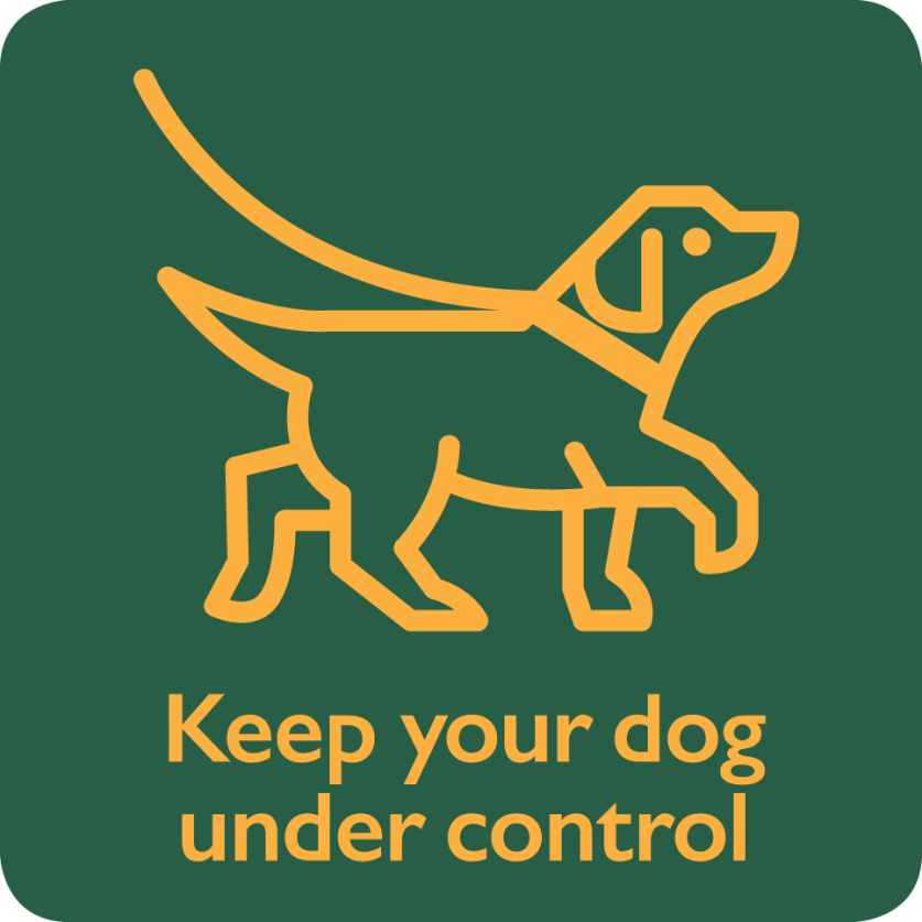 Dogs on the Chase - Cannock Chase