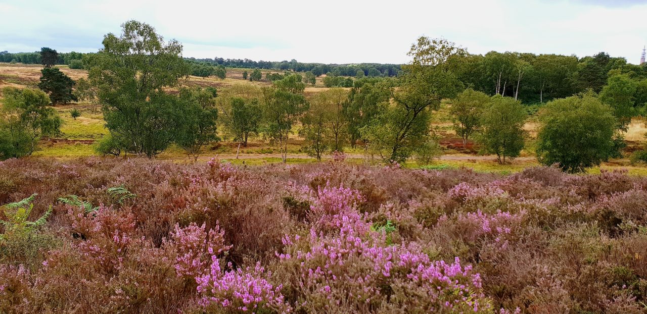 About the SAC - Cannock Chase