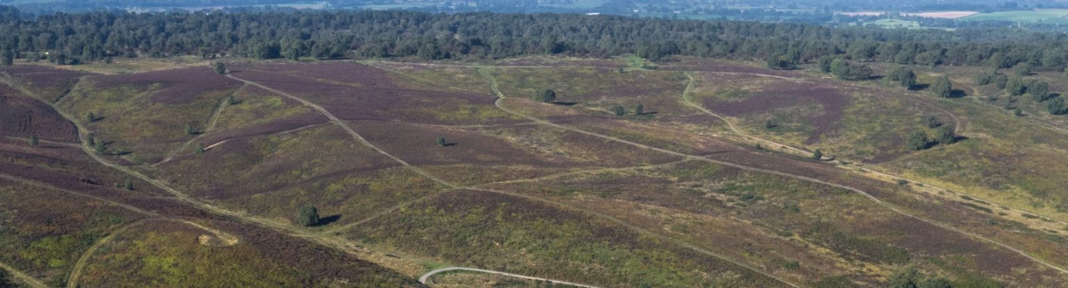 Iconic Insects and Incredible Invertebrates - Cannock Chase