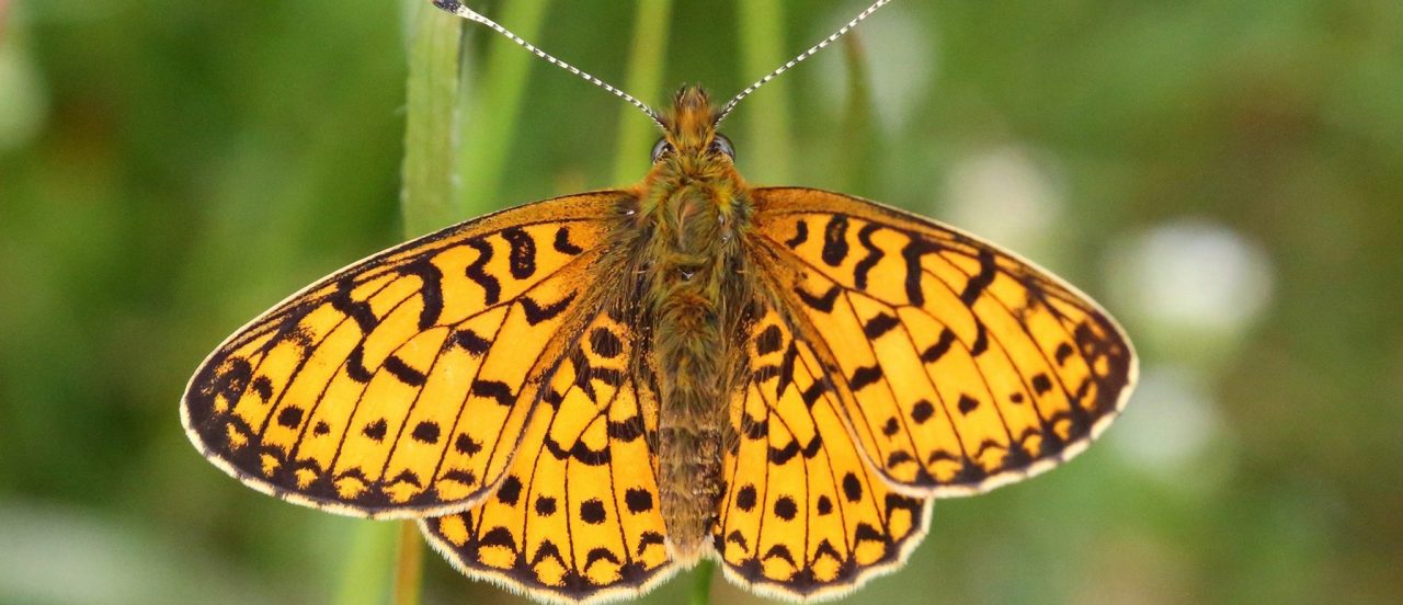 Iconic Insects and Incredible Invertebrates - Cannock Chase