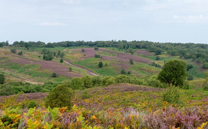 About the SAC - Cannock Chase