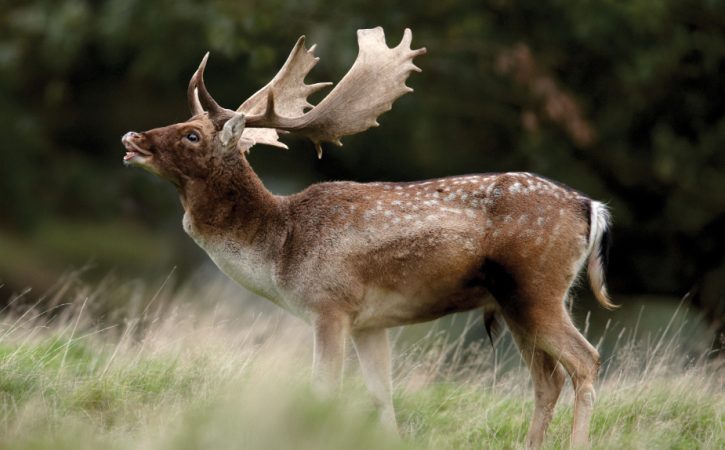 Fallow Deer - Cannock Chase