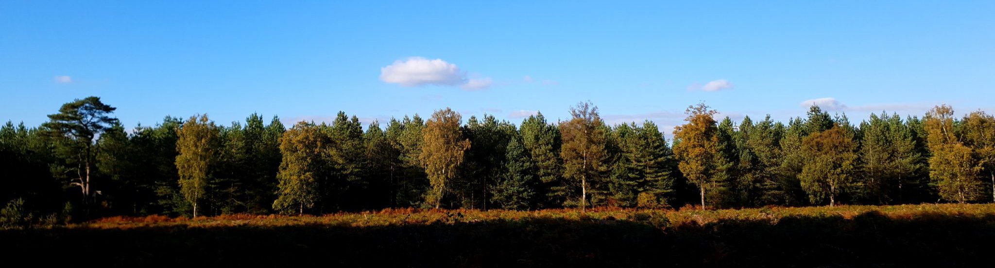 What to Do? - Cannock Chase