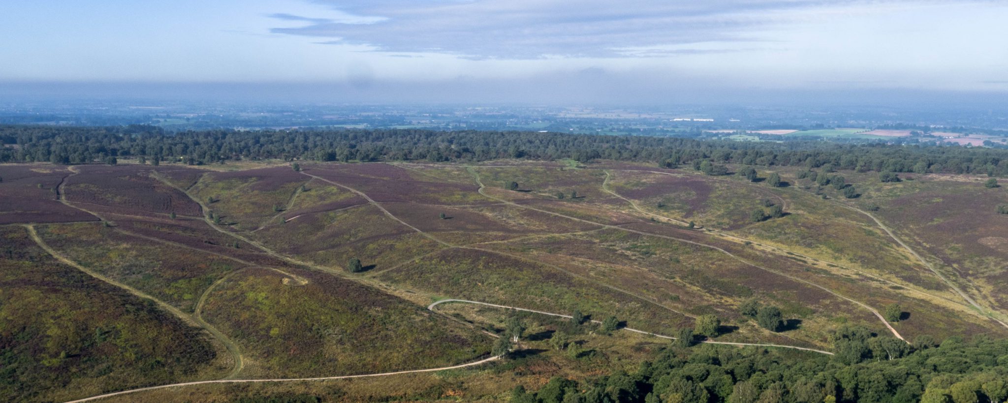 Its Only Heather .... - Cannock Chase
